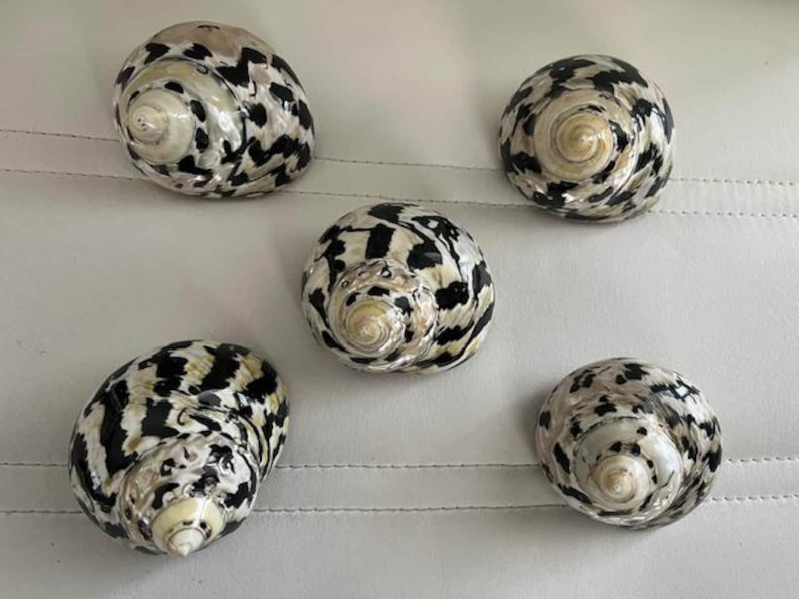 XL Magpie Turbo Shell (1 Pc)- Hermit Crab Shell - Large Opening Sizes ...