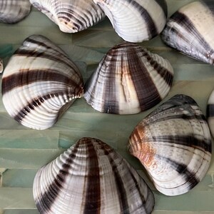 Clam Seashells - Mexican Sunset Striped Clam Shells (10) - Seashell ...