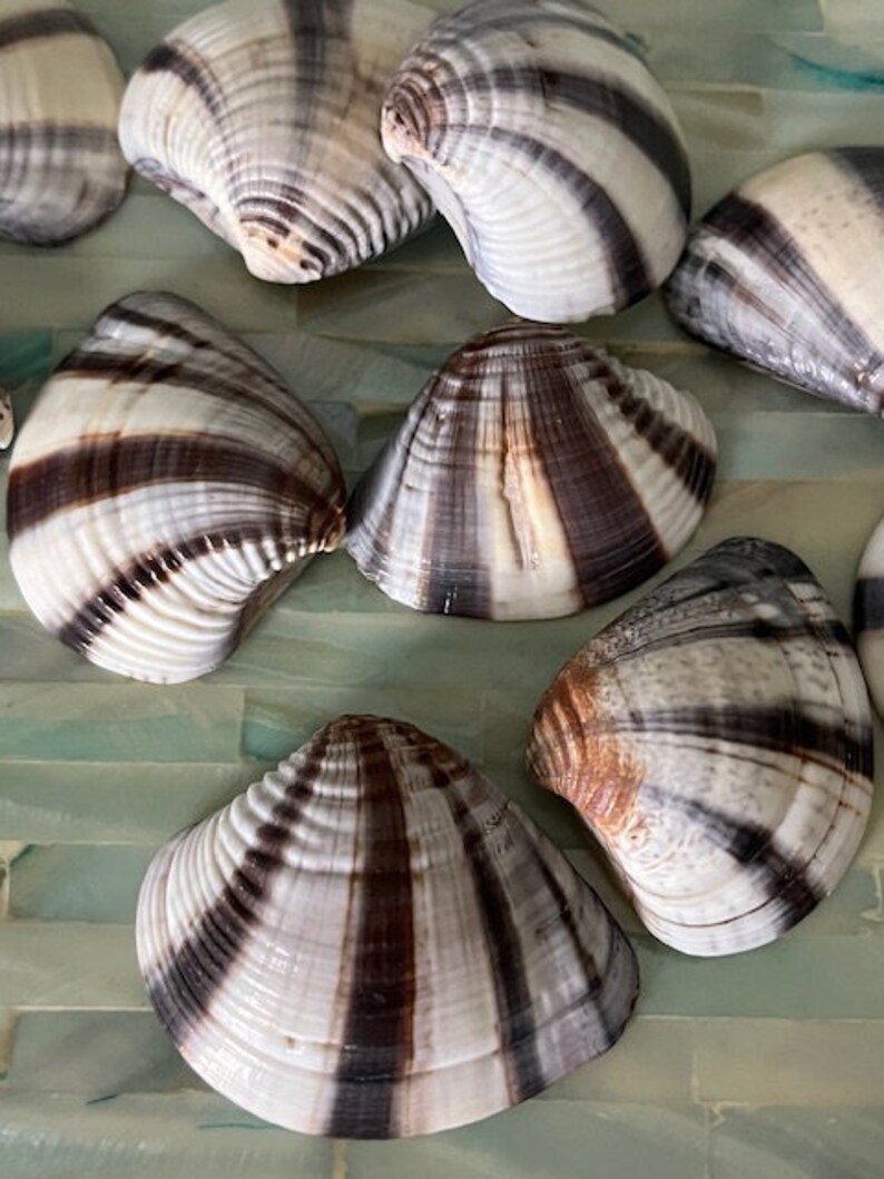 Clam Seashells - Mexican Sunset Striped Clam Shells (10) - Seashell ...