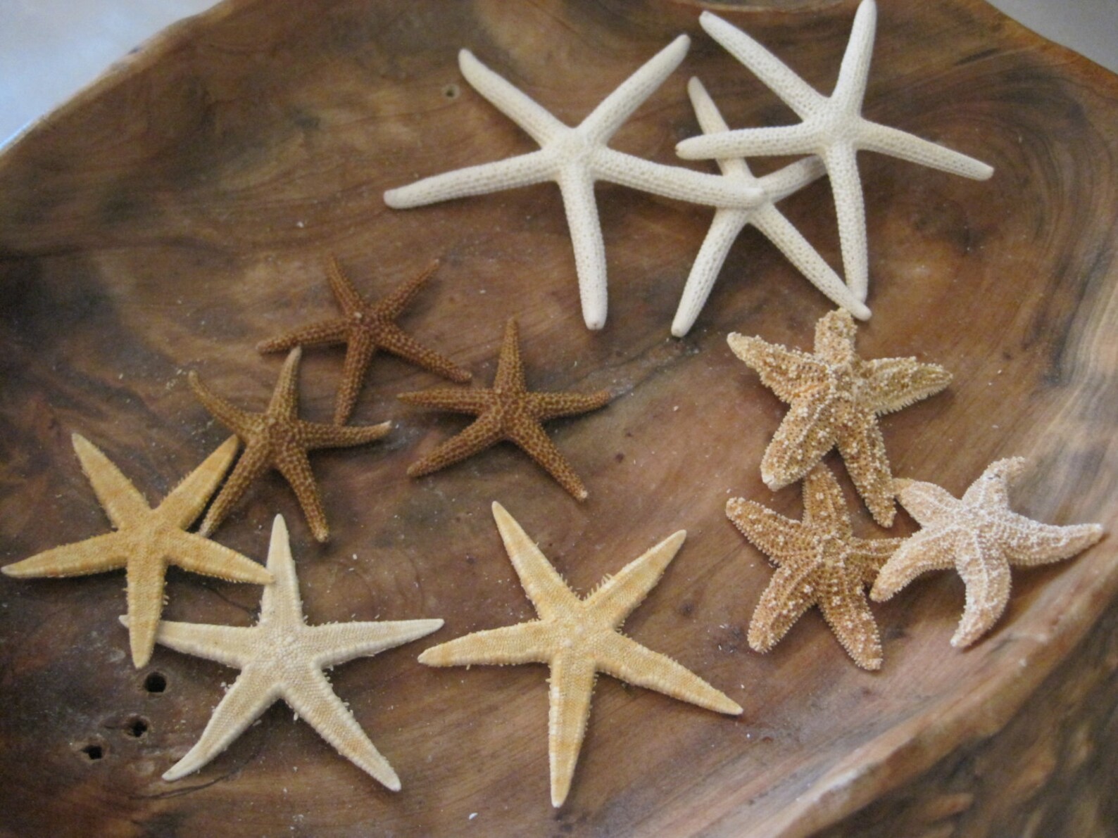 Mini Starfish Collection 12 PC Mini White Starfish Sugar - Etsy