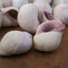 Cebu Beauty Shells ( 25 ) - Coastal Home Decor - Seashells - Seashell ...