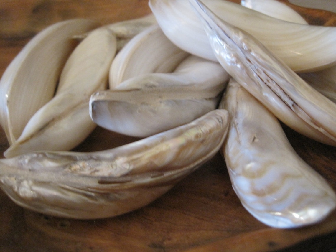 Fresh Water Pearl Twist Shells (3) - Pearlized Clam Shell - Seashell ...
