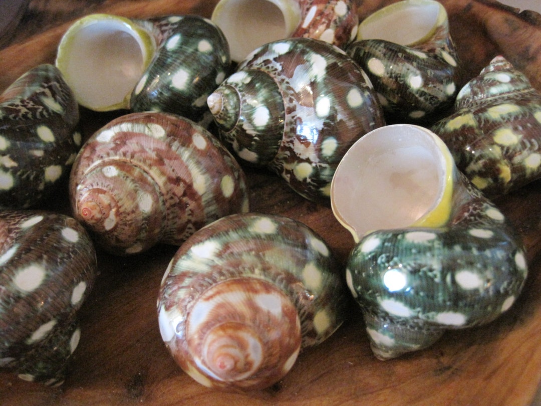 Beach Decor - Spotted Brown and Green Turbo Shell (2 Pc) - Turbo Shell ...
