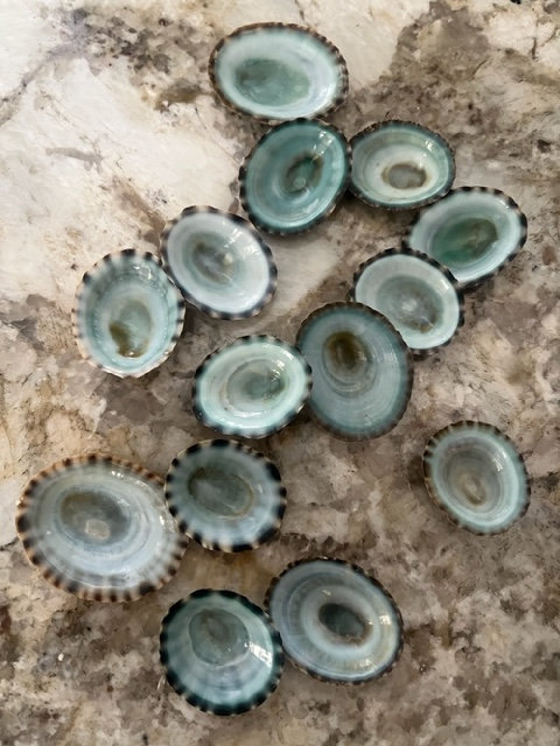 Beach Decor Blue Green Limpet Shells 25 Seashell Supply - Etsy