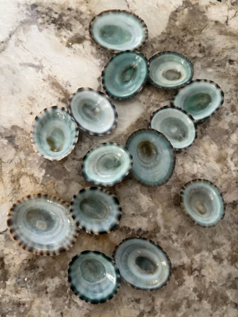 Beach Decor Blue Green Limpet Shells 25 Seashell Supply - Etsy