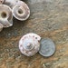 Small Sundial Seashells (10) - Seashell Supply - Beach Wedding - Craft ...