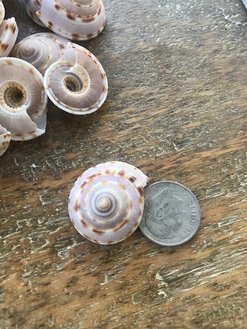 Small Sundial Seashells 10 Seashell Supply Beach Wedding - Etsy