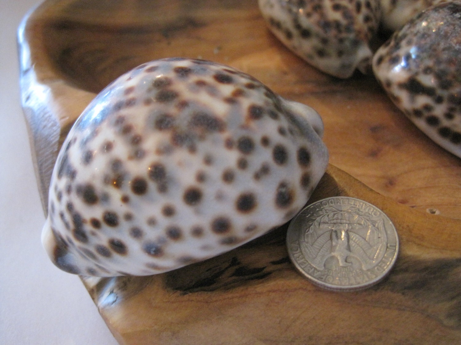 Muscheln Große Kauri Muscheln (2) - Seashell Versorgung, Craft Seashell ...