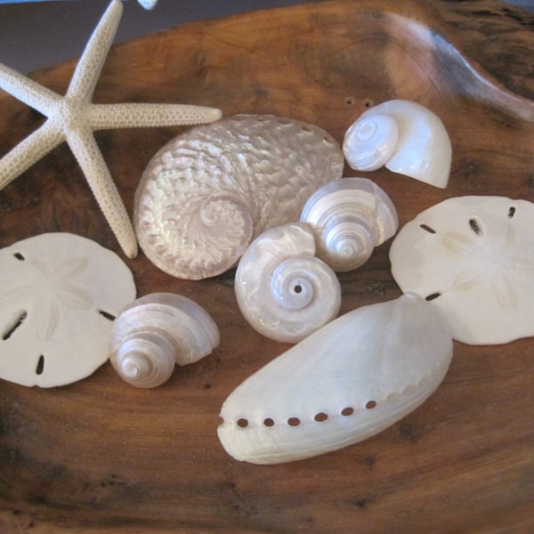 Shell Decor - Etsy