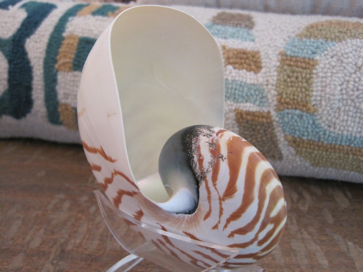 Natural Nautilus Shell Large Nautilus Coastal Home Decor - Etsy