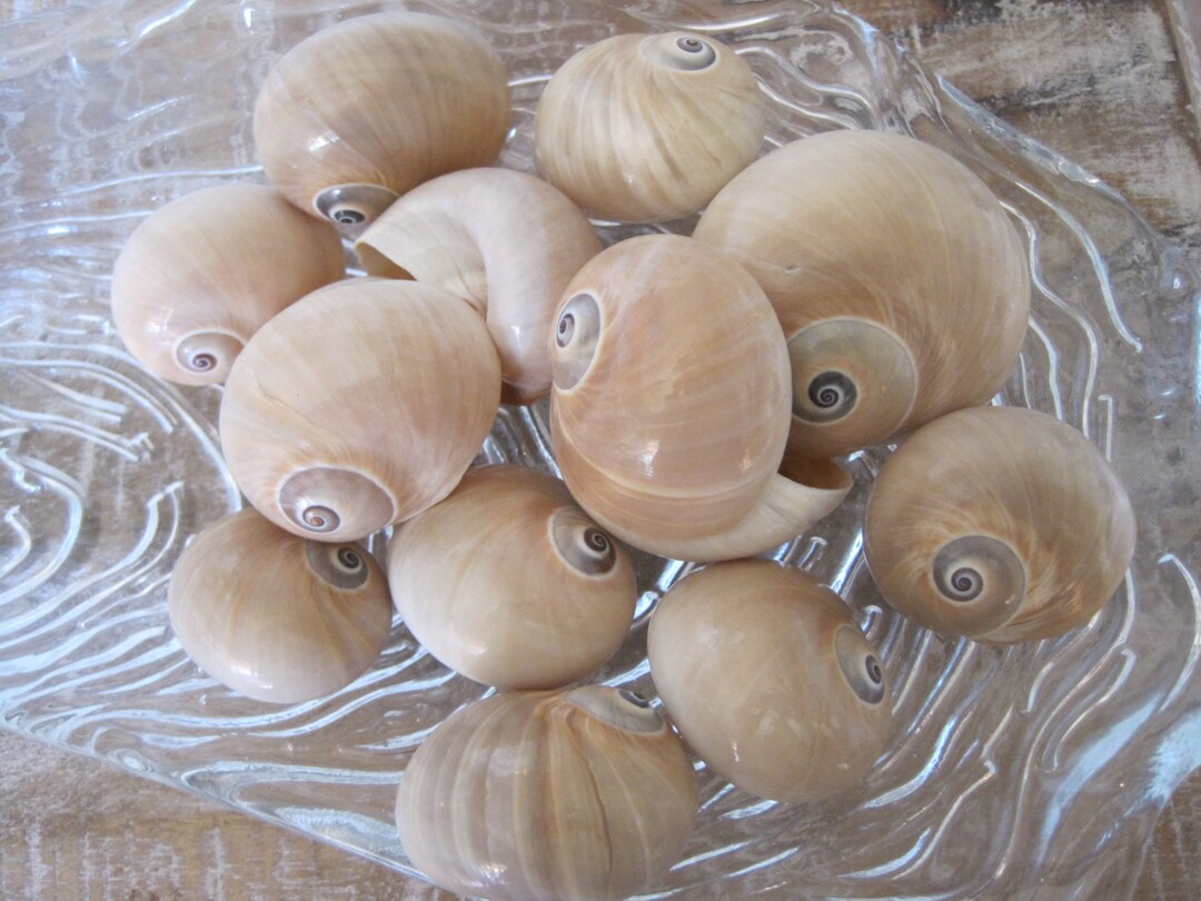 Whale Eye Shells (10 PC) - Seashells - Snail Shells - Seashell Supply ...