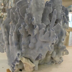 Beach Decor Blue Coral - Natural Blue Ridge Coral - Natural Coral ...