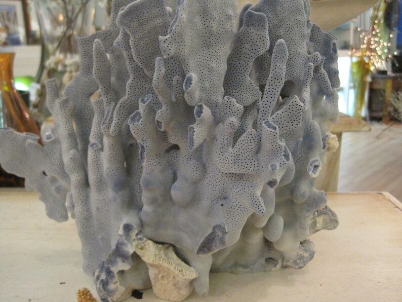 Beach Decor Blue Coral Natural Blue Coral Seashells Beach | Etsy