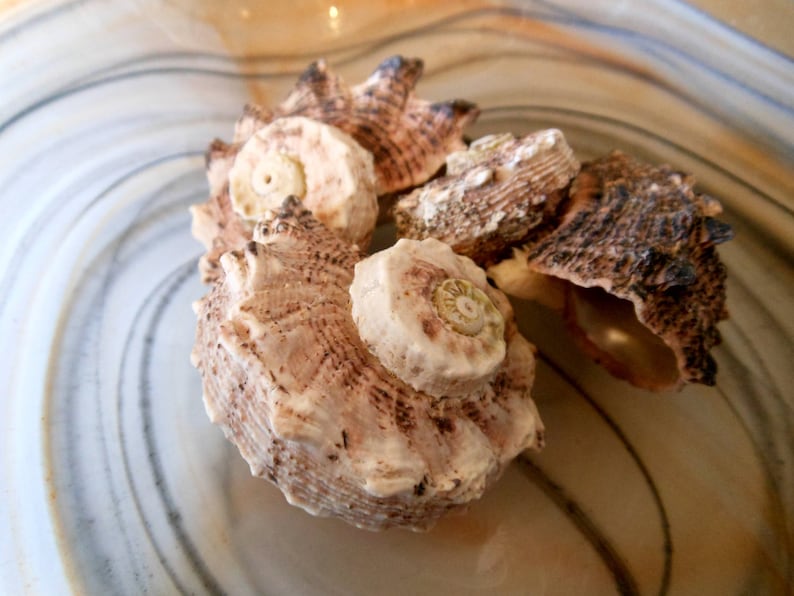 Beach Decor Pink Turbo Swirl Shells 3 Coastal Home Decor - Etsy