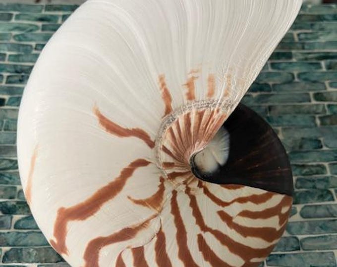 Rare XL Natural Nautilus Shell - Large Nautilus - Coastal Home Decor ...