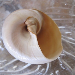 Whale Eye Shells (10 PC) - Seashells - Snail Shells - Seashell Supply ...