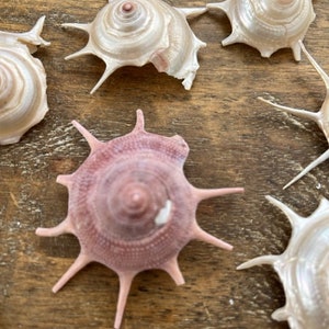 Imperfect Guildfordia Yoka Shell - Specimen Shells - Crafters Seashells ...