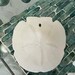 Sand Dollars - Large Arrowhead Sand Dollars (10) - Beach Decor ...