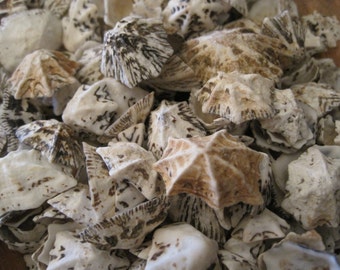 Limpet Blue/green Craft Shells 1/21 5 Shells - Etsy