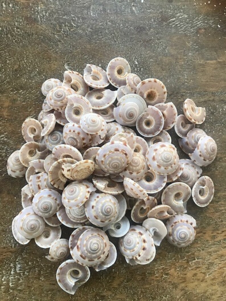 Small Sundial Seashells 10 Seashell Supply Beach Wedding - Etsy