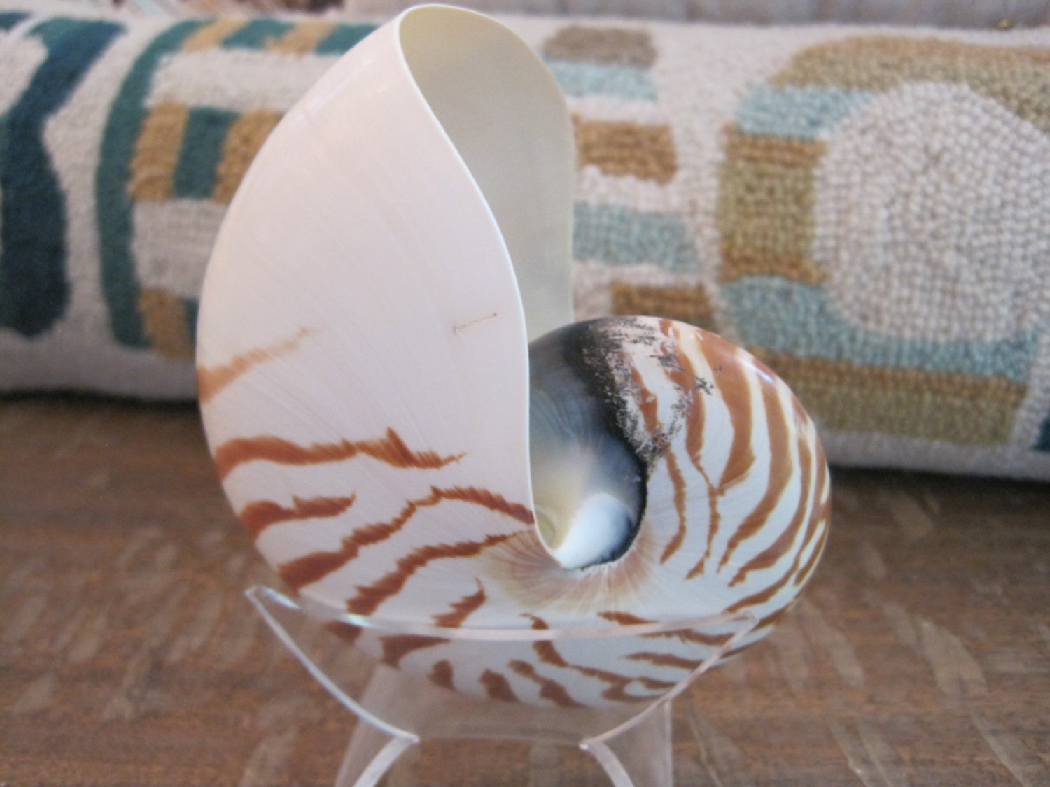 Natural Nautilus Shell Large Nautilus Coastal Home Decor - Etsy