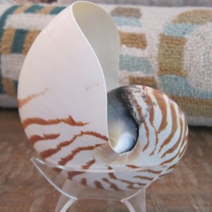 Natural Nautilus Shell Large Nautilus Coastal Home Decor Seashells ...
