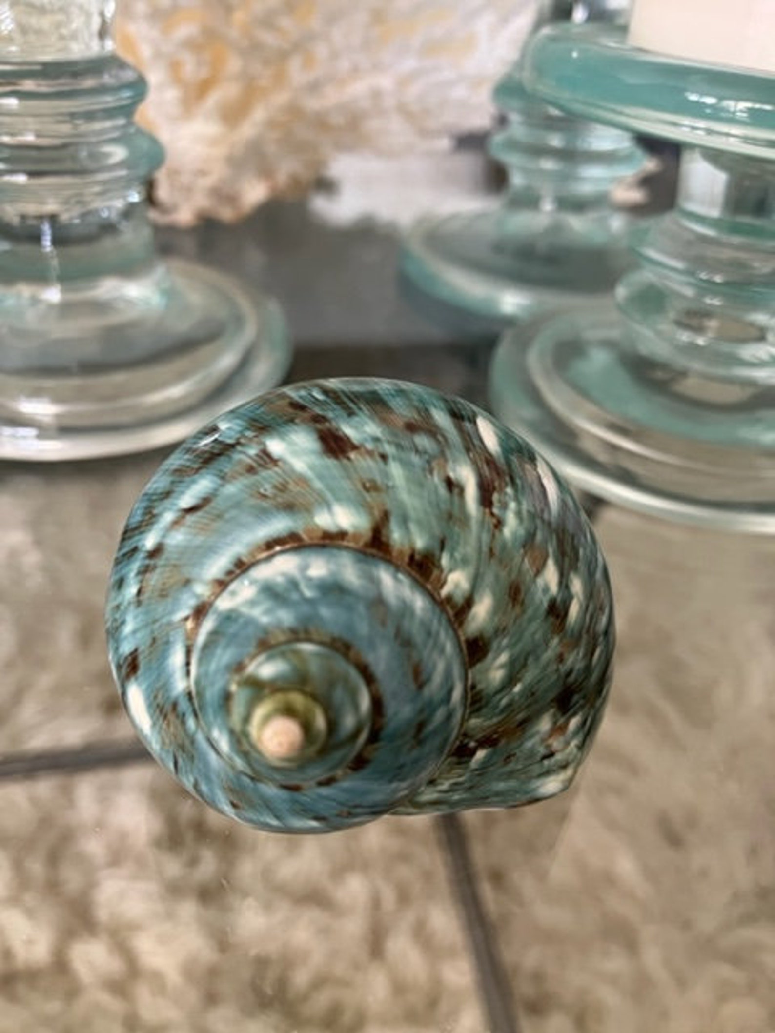 Beach Decor Turquoise Snail Shell Turbo Snail Shell - Etsy