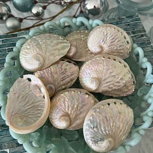 Beach Decor Abalone Shells (5 PCS) - Abalone Shells - Lg Abalones ...