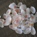 Pink Tellin Shells - (1 Cup) - Craft Shells - Beach Wedding - Nautical ...