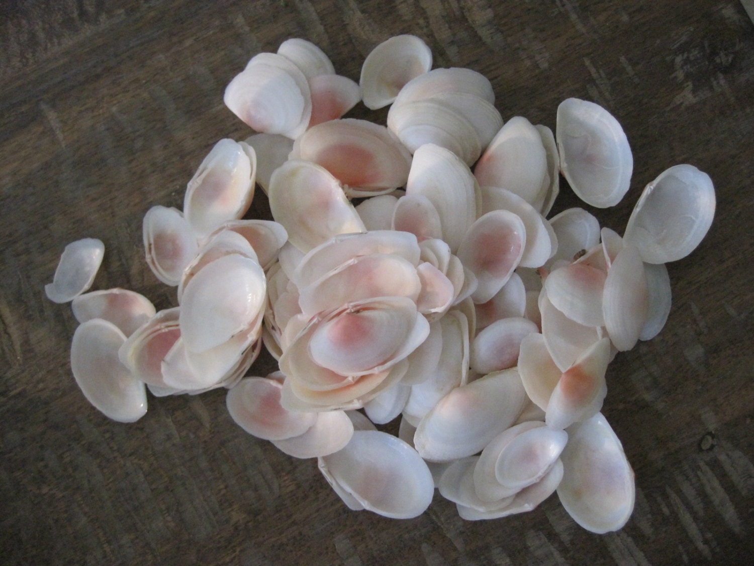 Pink Tellin Shells 1 Cup Craft Shells Beach Wedding - Etsy