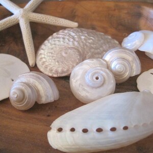 White Shell Wedding Sampler Collection - Natural Seashells - Shells ...