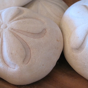 Large Sea Biscuits (2 PC) - Large Sand Dollars - Seashell Supply ...