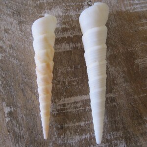 White Turritella Seashells (10 PC) - White Shells- Seashell Supply ...