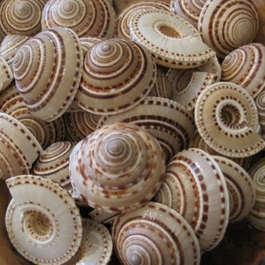 Sundial Seashells (10 PC) - Brown Swirl Shells - Seashell Supply ...