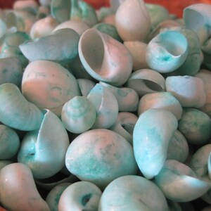 Emerald Green Dyed Bubble Shells (25) - Craft Shells - Coastal Home ...
