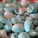 Emerald Green Dyed Bubble Shells (25) - Craft Shells - Coastal Home ...