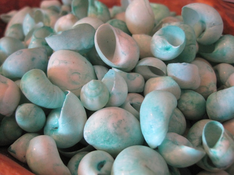 Emerald Green Dyed Bubble Shells 25 Craft Shells Coastal - Etsy