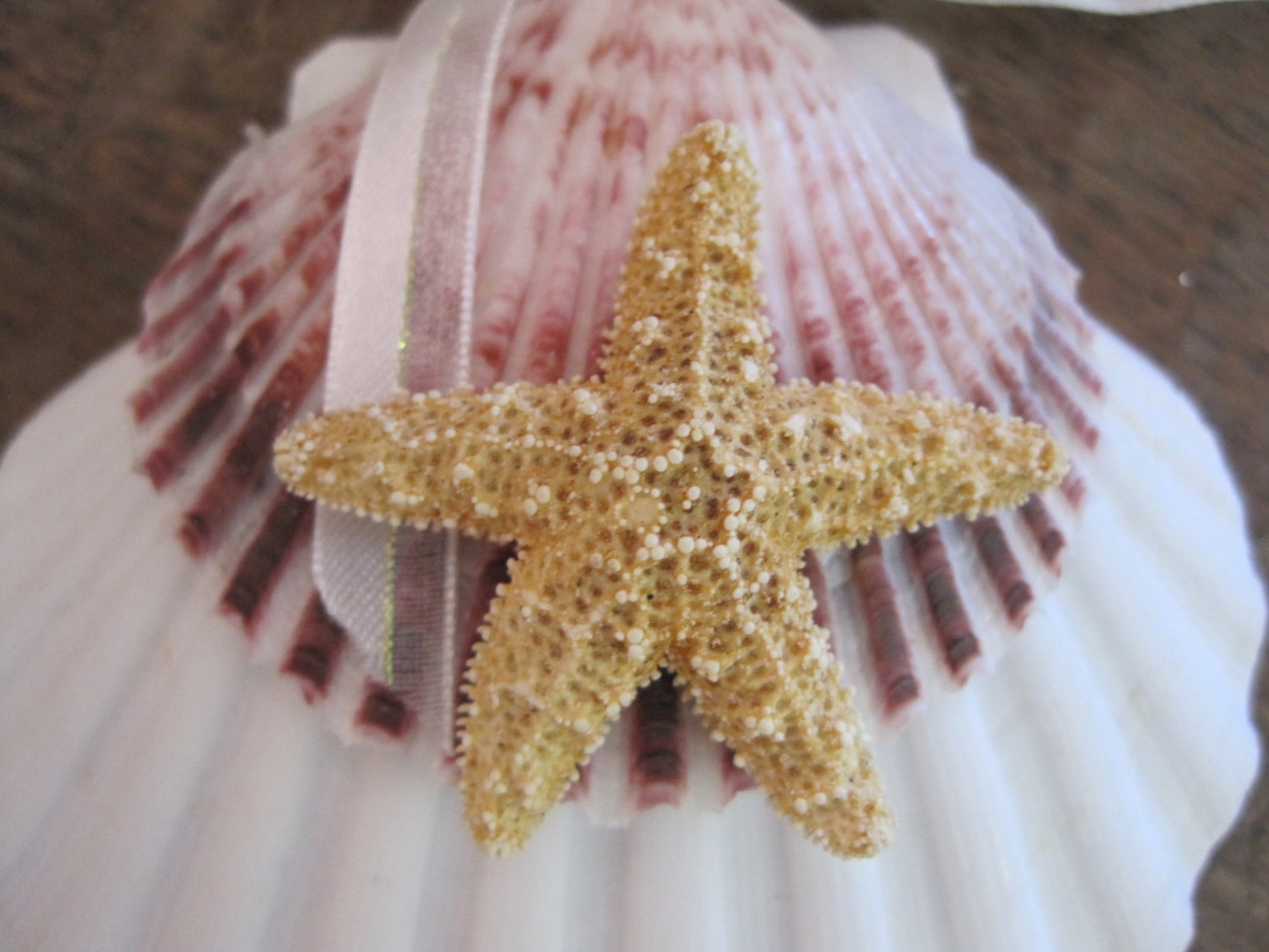 Beach Decor Irish Deep and Pectin Shell Ornament Shell | Etsy