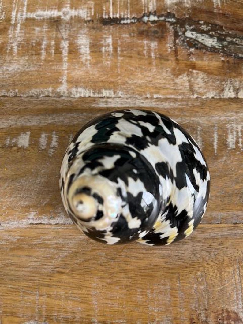 XL Magpie Turbo Shell (1 Pc)- Hermit Crab Shell - Large Opening Sizes ...