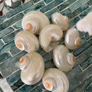 Cinnerus Pearl Seashells (6 Pcs) - Turbo Shells - Pearlized Shells ...