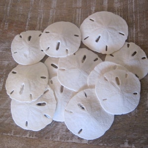 10 Extra Small Sand Dollars - 1 Inch Size - Shell Supply - Tiny Sand ...