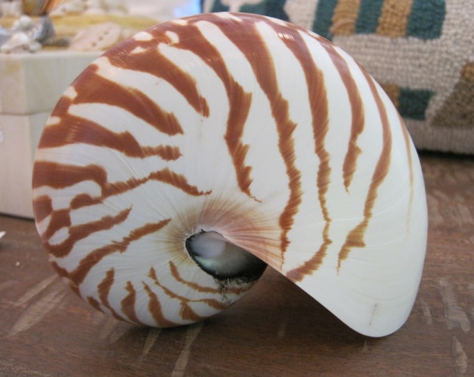 Natural Nautilus Shell - Large Nautilus - Coastal Home Decor ...