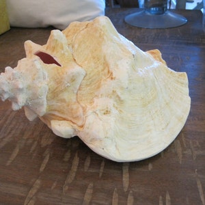 Pink Florida Conch Shell - Coastal Home Decor - Seashells - Seashell ...