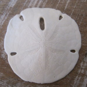 10 Extra Small Sand Dollars - Seashell Supply - Tiny Sand Dollars ...