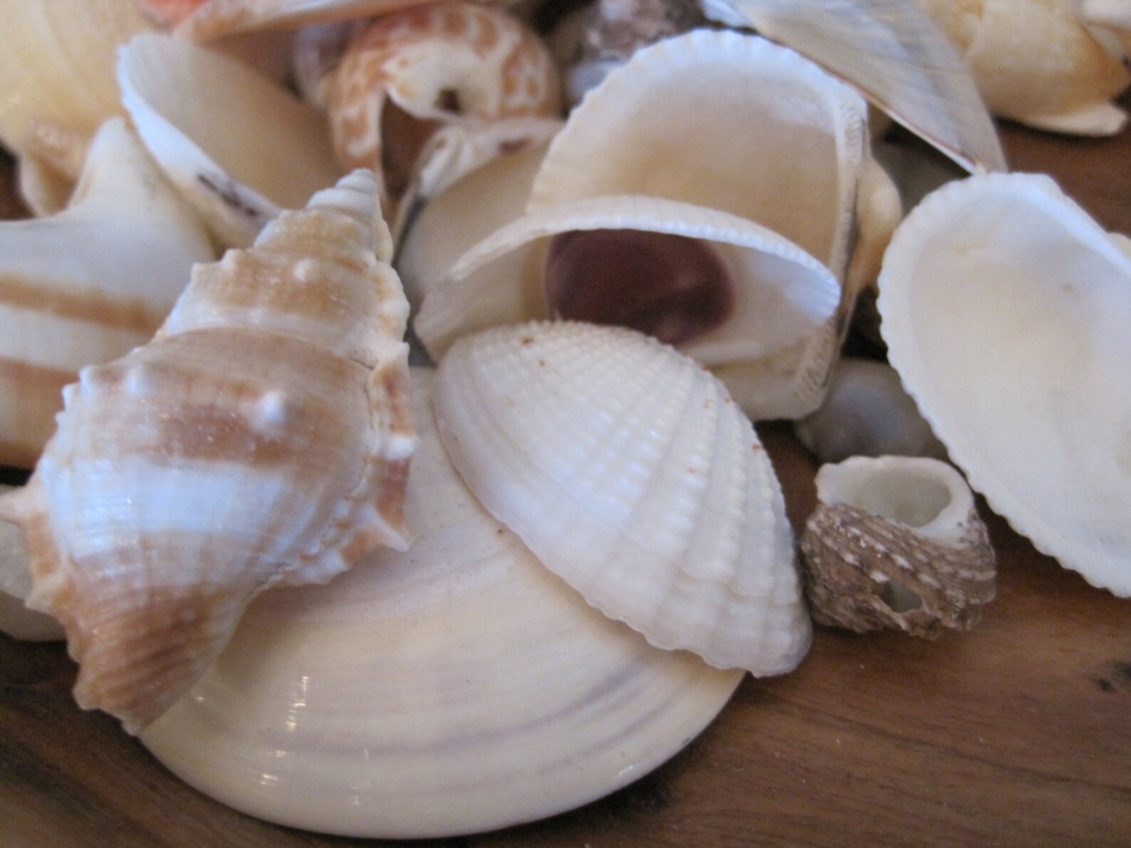 Indian Ocean Beach Mix Large Size Assorted Shells Coastal - Etsy