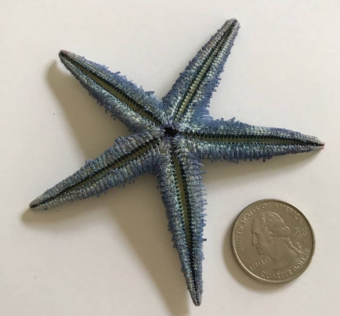 Blue Dyed Starfish 10 pc Dyed Mini Starfish Small Colorful | Etsy