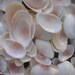 Pink Tellin Shells - (1 Cup) - Craft Shells - Beach Wedding - Nautical ...