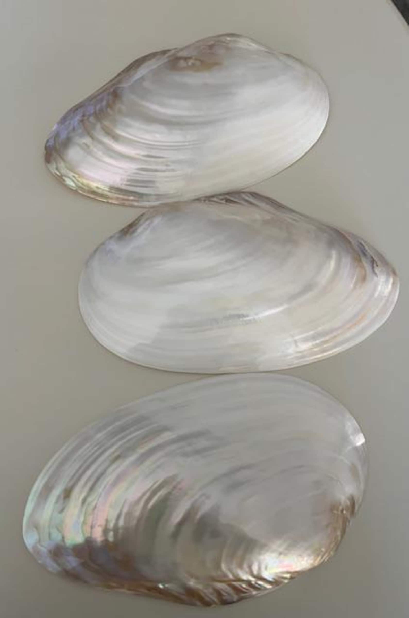 Extra Large Polished Mother of Pearl Clam Shell 9" - 10" - Beach Decor ...
