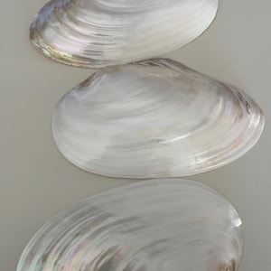 Extra Large Polished Mother of Pearl Clam Shell 9" - 10" - Beach Decor ...