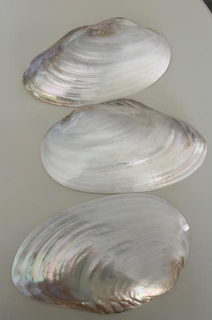Extra Large Polished Mother of Pearl Clam Shell 9" - 10" - Beach Decor ...